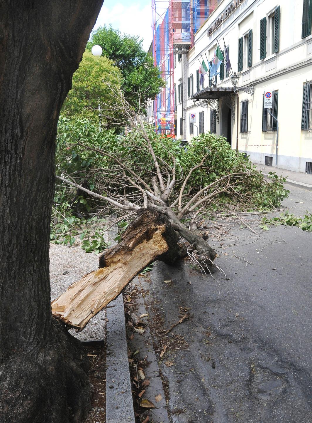 Rimini, albero caduto sulla strada. Intervengono i vigili del fuoco Rimini, albero caduto sulla strada. Intervengono i vigili del fuoco